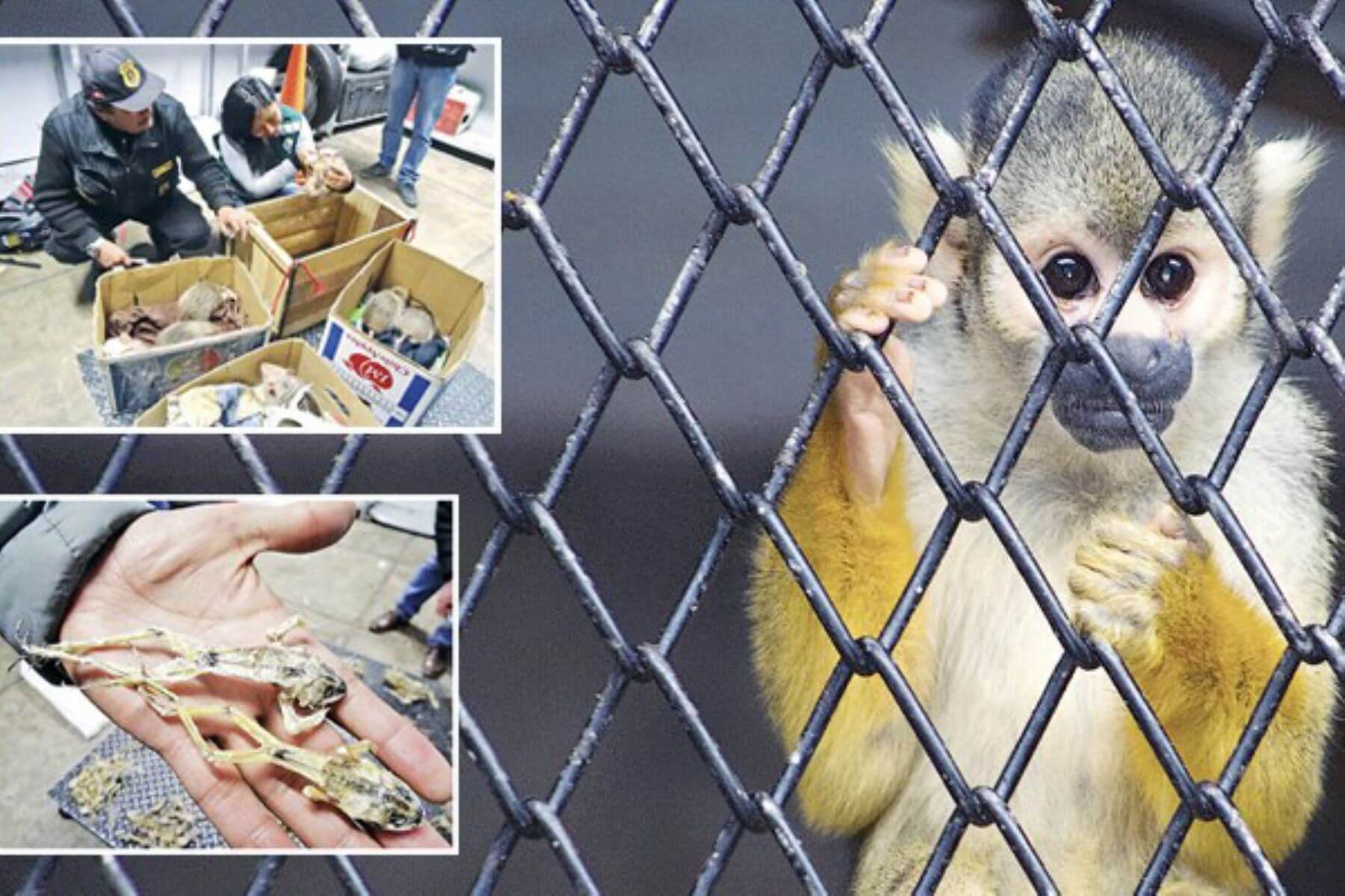 EL OSCURO NEGOCIO DE TRAFICO DE ANIMALES - Fundación Amigos del Planeta ...