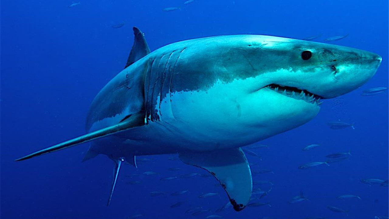 LOS TIBURONES DE SAN ANDRES, FAUNA PROTEGIDA (COLOMBIA) - Fundación ...