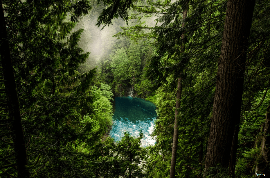 Bosques Y Agua Una Convivencia Necesaria Fundación Amigos Del