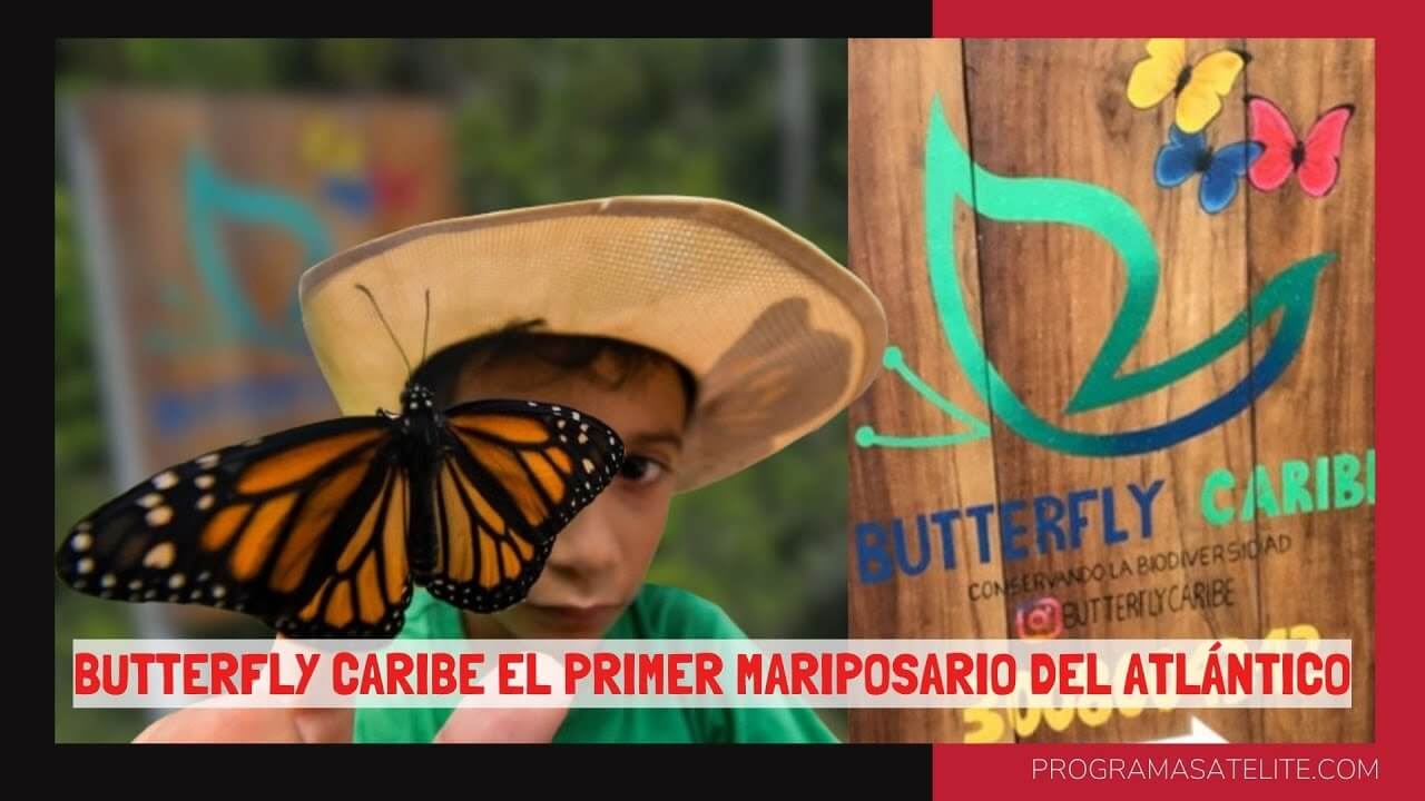 BUTTERFLY CARIBE, UN MARIPOSARIO DEDICADO A LA CONSERVACIÓN DE LA ...